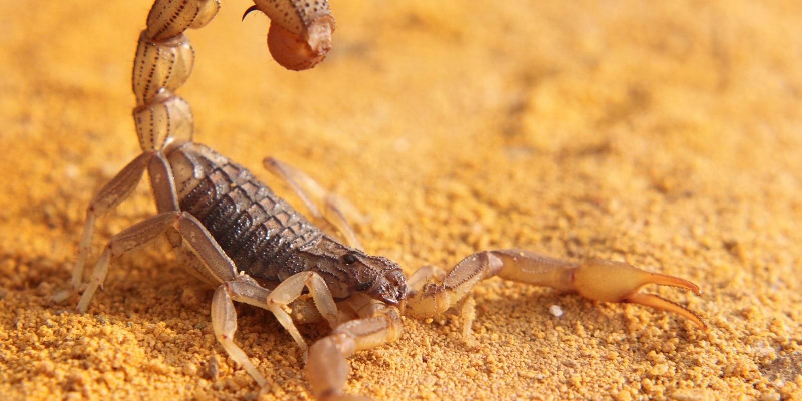Romex Pest Control | Texas, Louisiana, Oklahoma, Mississippi