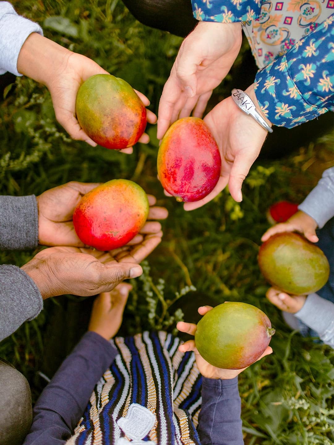 Mango Family — Aminu Initiative