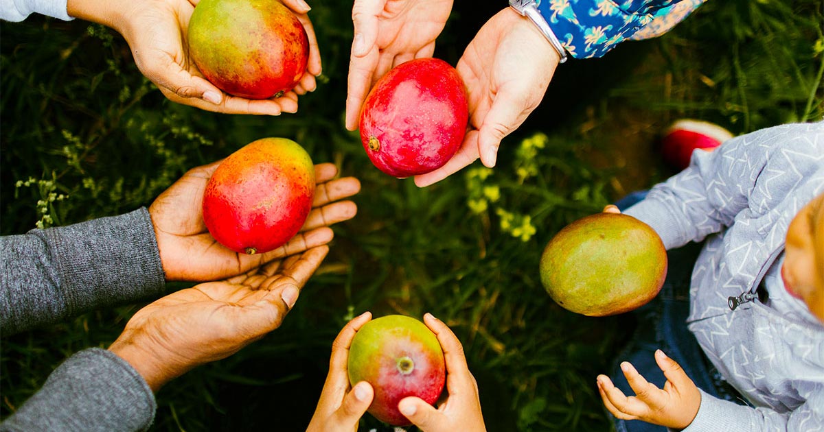 Mango Family — Aminu Initiative