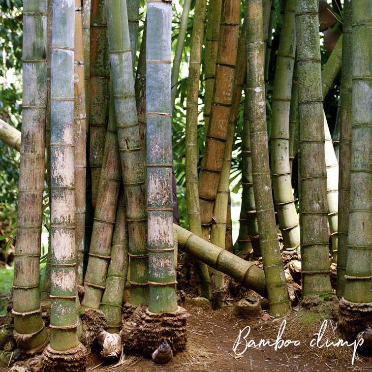 We Can Help You Build With Bamboo | Jorg Stamm