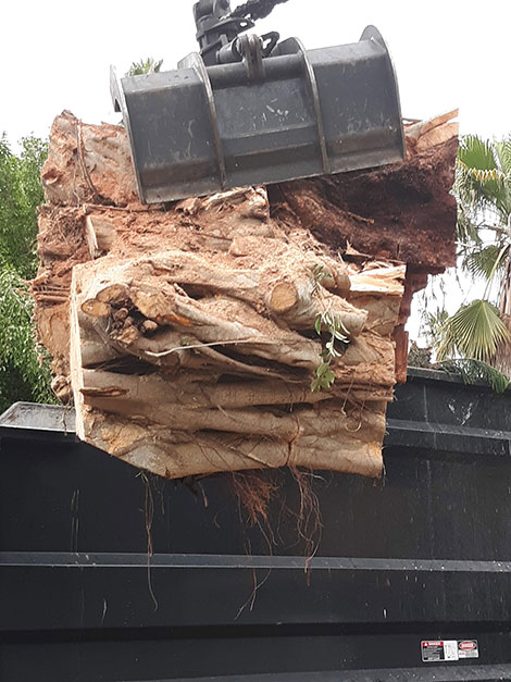 Tree Removal and Trimming Sarasota - Alan's Tree Service