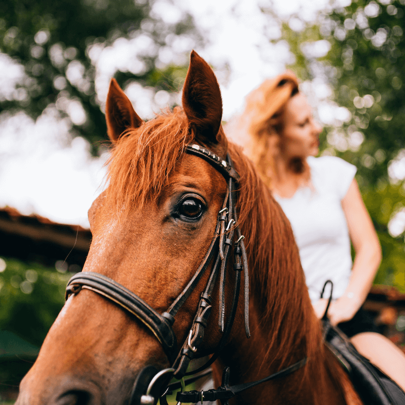 11 Tipps für mehr Sicherheit beim Reiten – KommGutHeim App