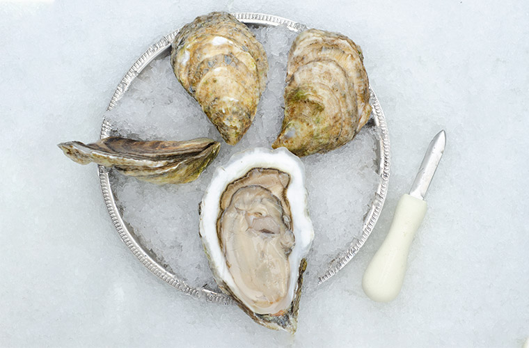Dam Big Oyster — Oysterology Online | Pangea Shellfish Company