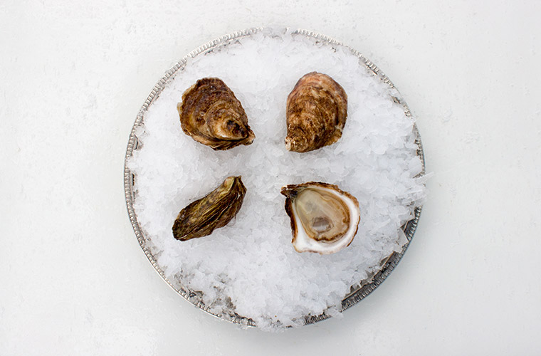 Irish Point Oyster — Oysterology Online | Pangea Shellfish Company
