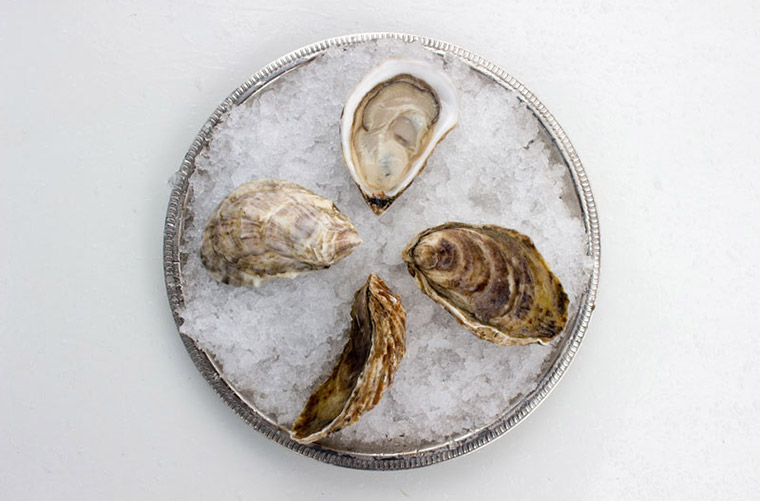 Katama Bay Oyster — Oysterology Online | Pangea Shellfish Company