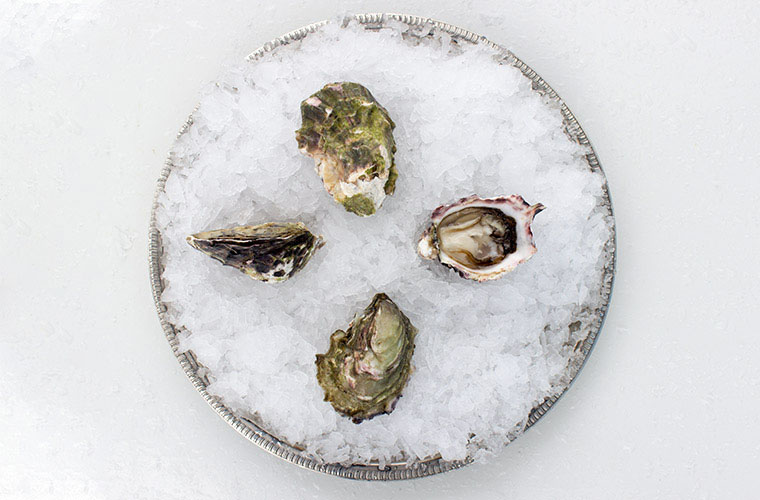 Gigamoto Oyster — Oysterology Online | Pangea Shellfish Company