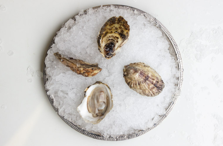 Mayflower Point Oyster — Oysterology Online | Pangea Shellfish Company