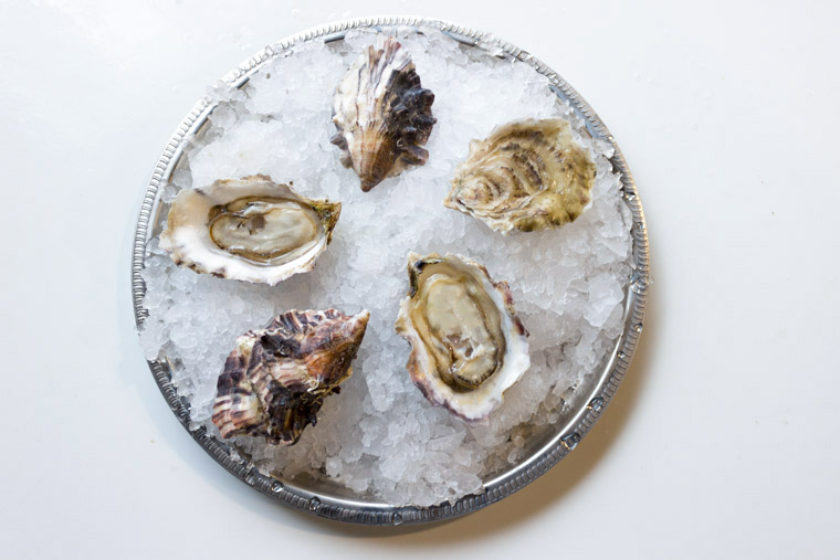Paradise Oyster — Oysterology Online | Pangea Shellfish Company