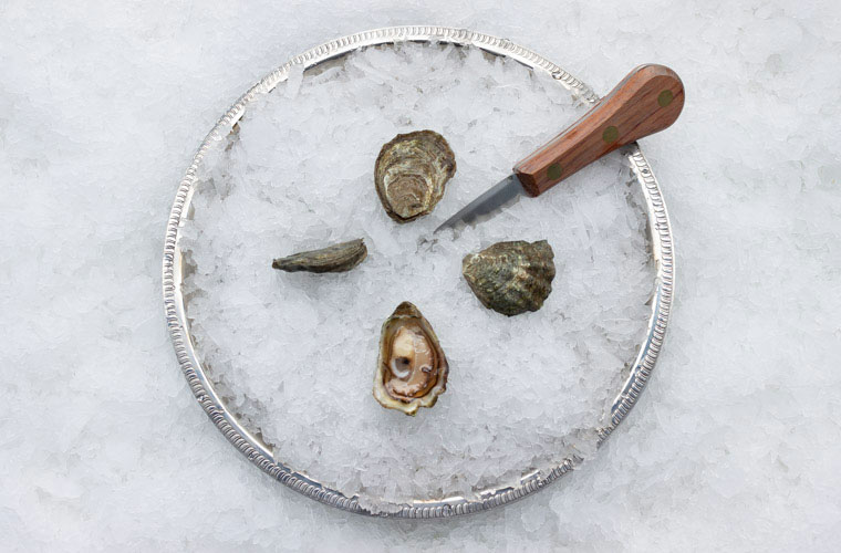 Olympia Oyster — Oysterology Online | Pangea Shellfish Company
