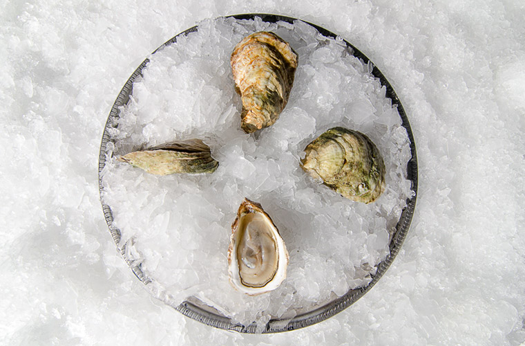 Salutation Cove Oyster — Oysterology Online | Pangea Shellfish Company