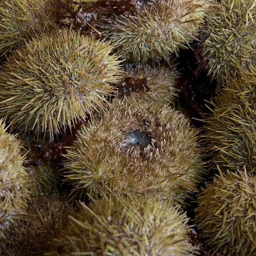 Hard Shell Clams — Products | Pangea Shellfish Company