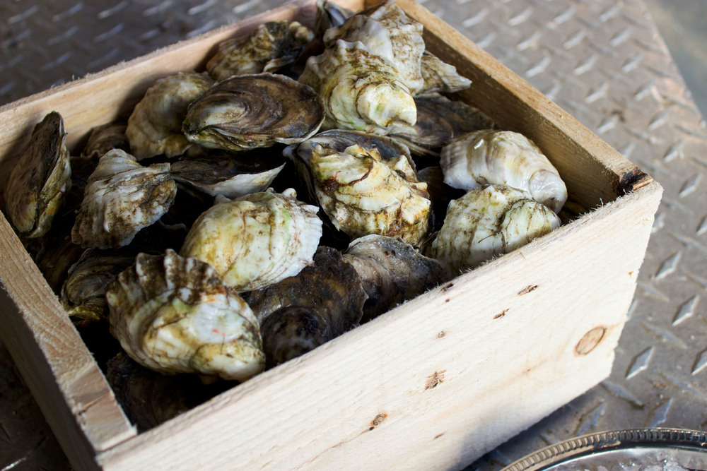 Oyster of the Week: January 20, 2014 | Pangea Shellfish Company