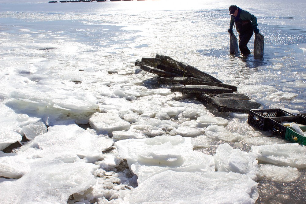 What "NA-ICE" Really Means: Harvesting Shellfish In Winter | Pangea ...