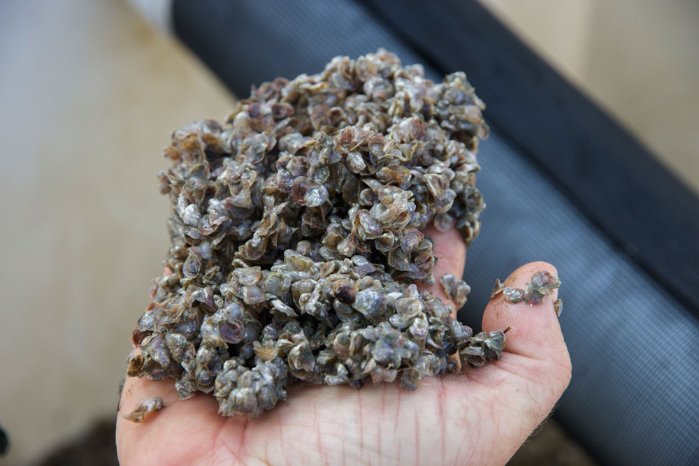 Easy Ways To Make Oysters Last Longer 2024 AtOnce