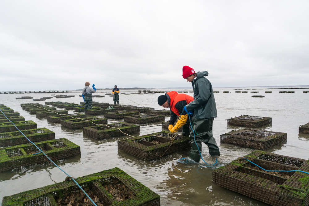 Our 2019 U.S. Shellfish Industry Outlook | Pangea Shellfish Company