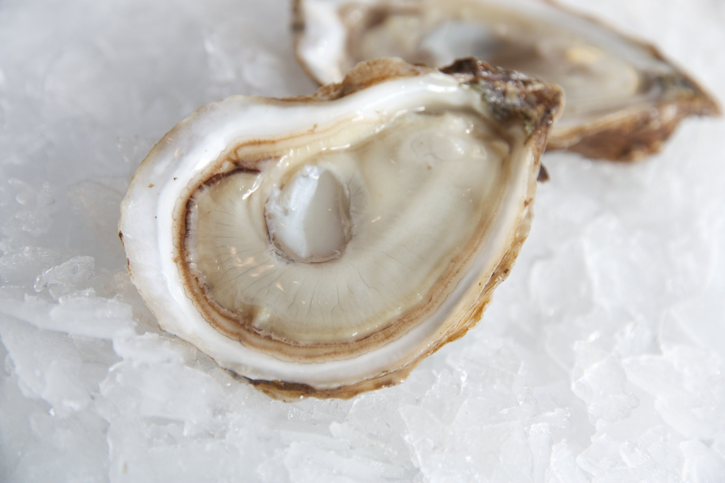 Oystoberfest 2016: The Case for the Fall Oyster | Pangea Shellfish Company