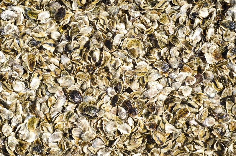 The (un)Natural History of the Eastern Oyster | Pangea Shellfish Company