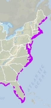 The (un)Natural History of the Eastern Oyster | Pangea Shellfish Company