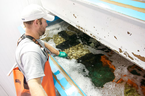 Why We Place Shellfish In Our Wet Storage System | Pangea Shellfish Company