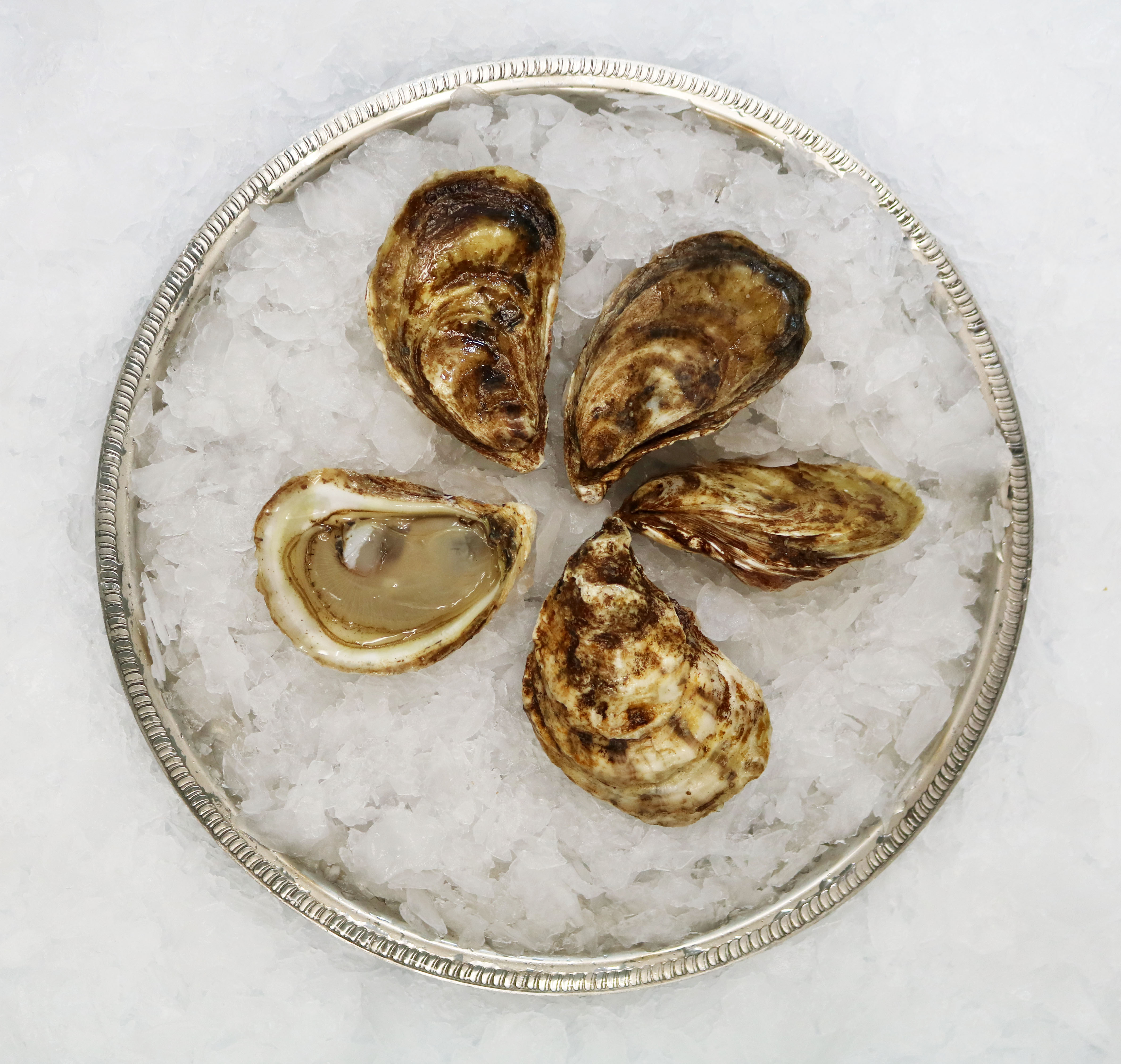 Northern Belle Oyster — Oysterology Online | Pangea Shellfish Company