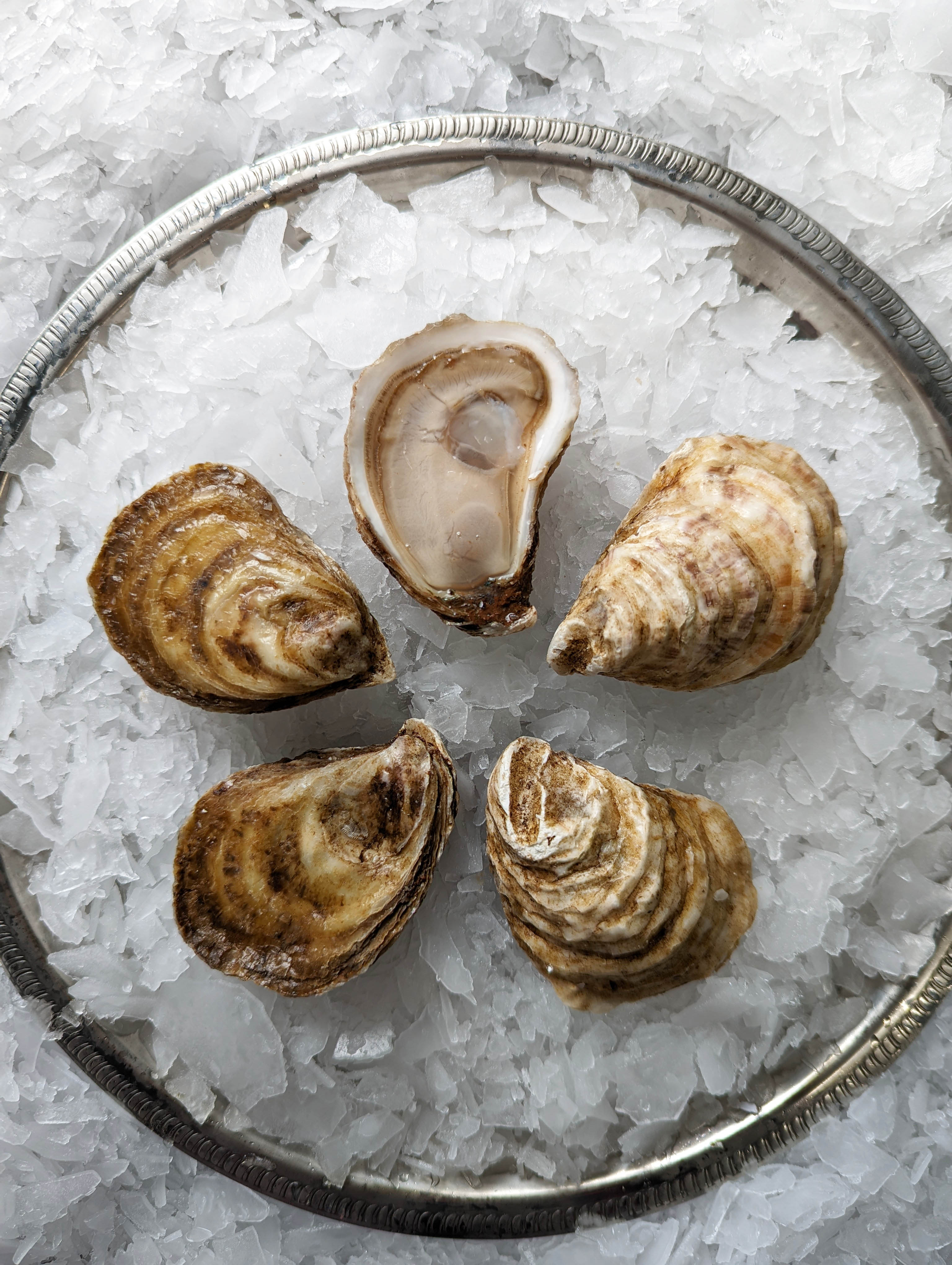 Irish Point Oyster — Oysterology Online | Pangea Shellfish Company