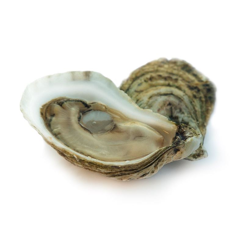 Fortune Oyster — Oysterology Online | Pangea Shellfish Company