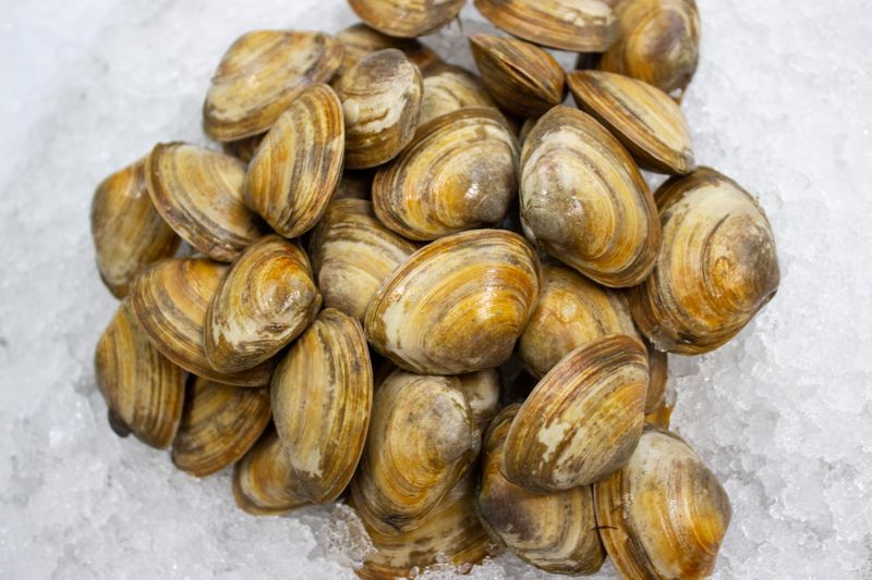 Hard Shell Clams — Products | Pangea Shellfish Company