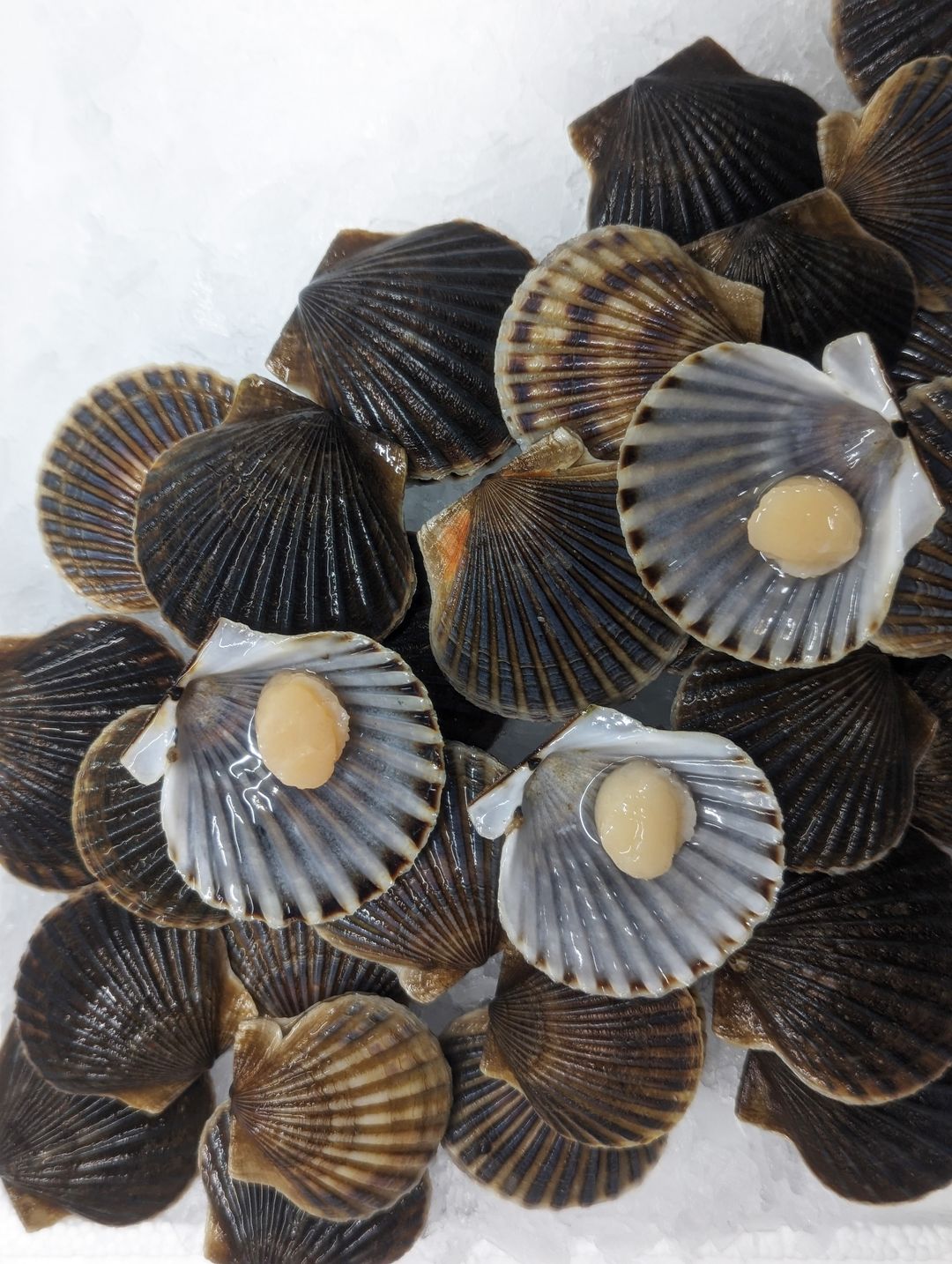 Hard Shell Clams — Products | Pangea Shellfish Company
