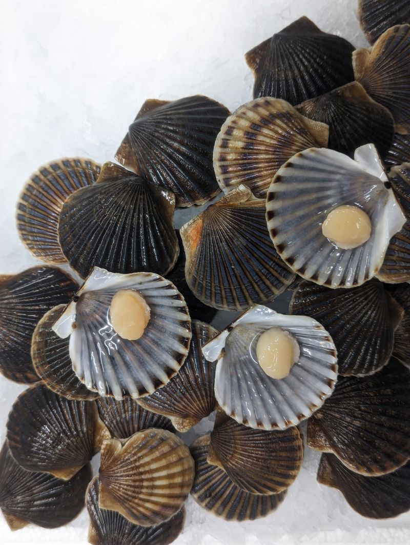 Hard Shell Clams — Products | Pangea Shellfish Company