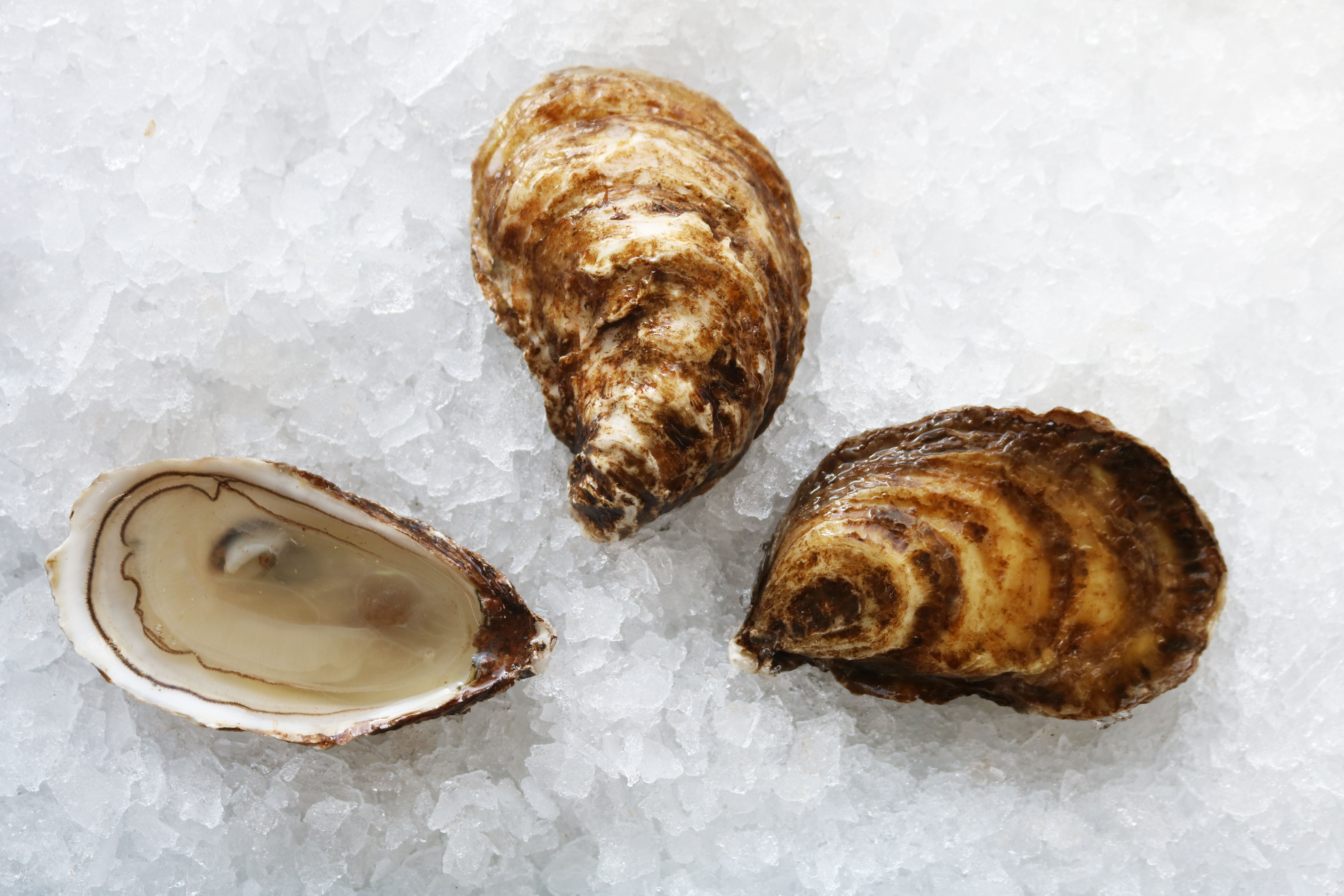 Princetown Oyster — Oysterology Online | Pangea Shellfish Company