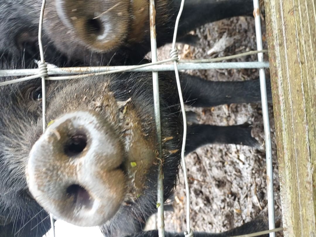 Comida KIN Food Truck