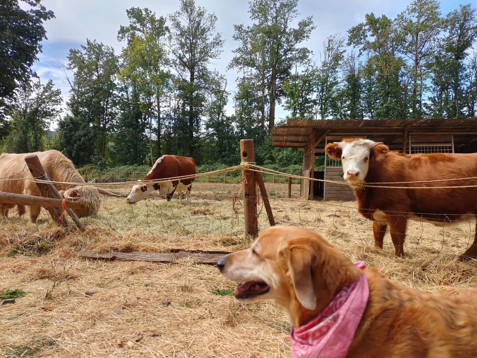 Comida KIN Food Truck