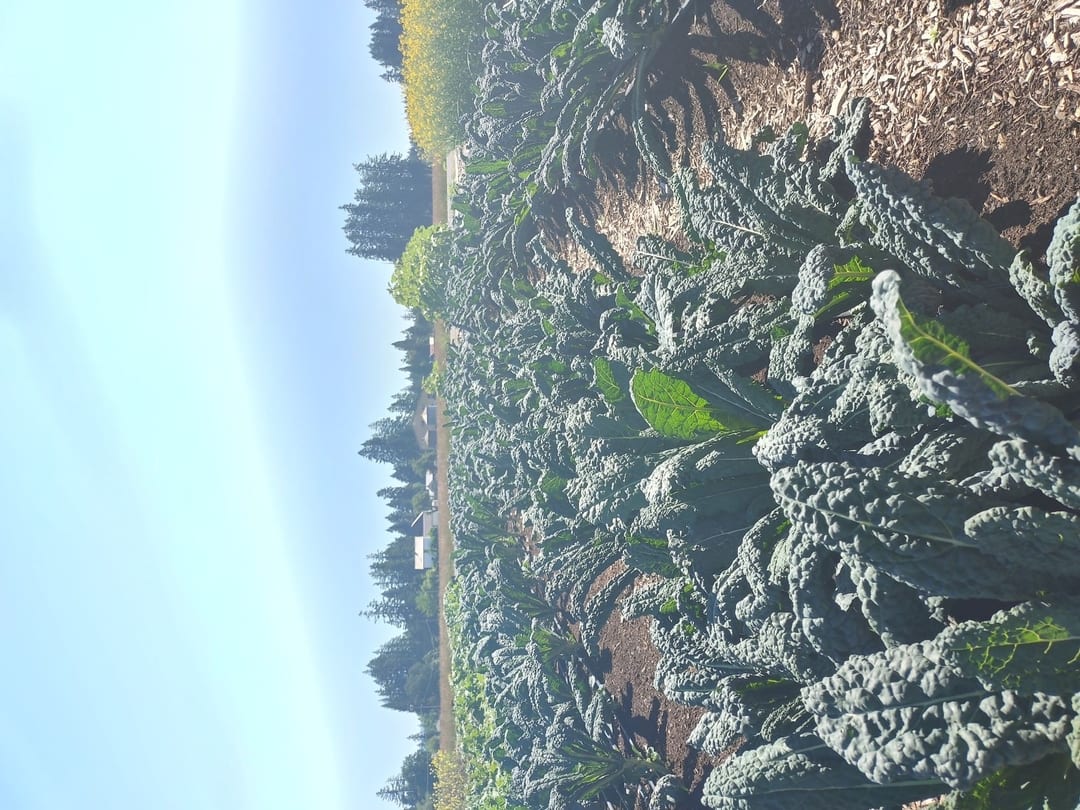 Comida KIN Food Truck