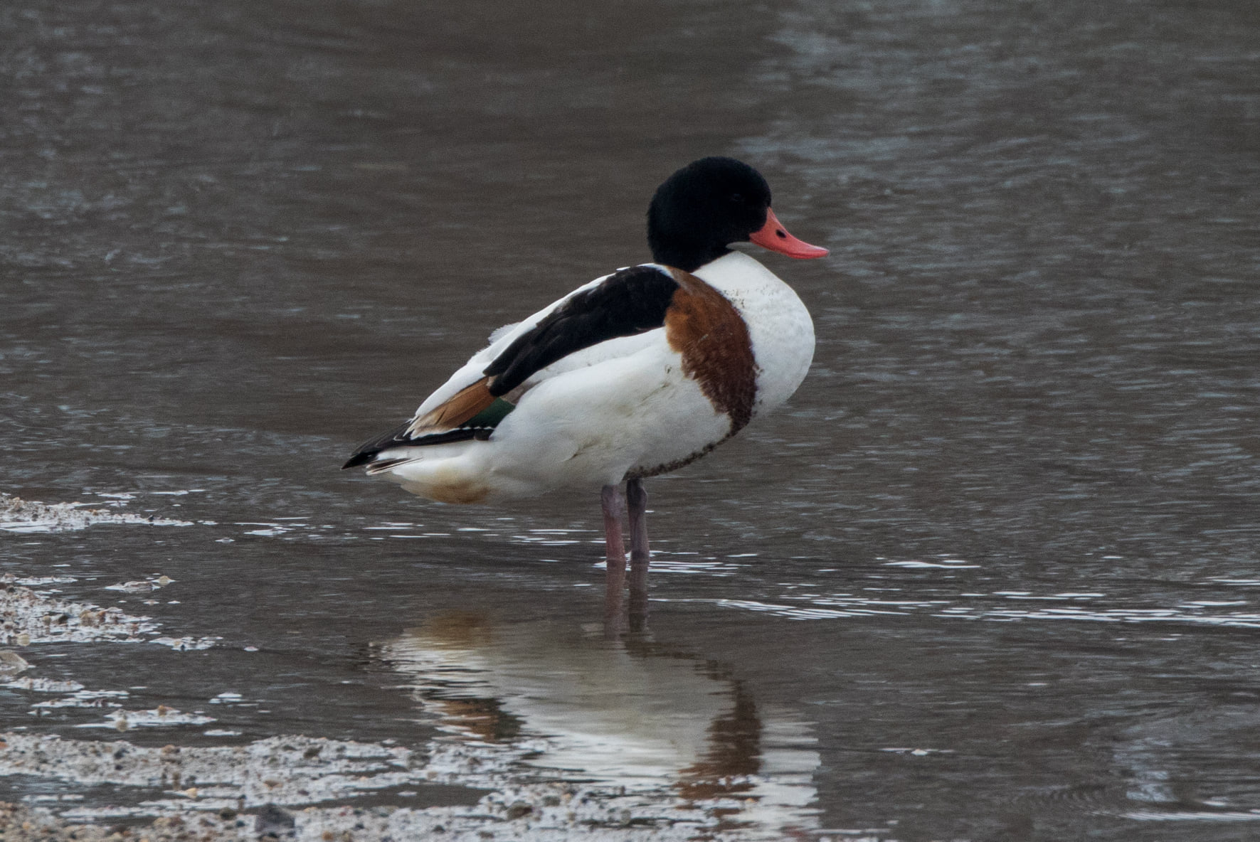 Călifar alb – apariție rară în România