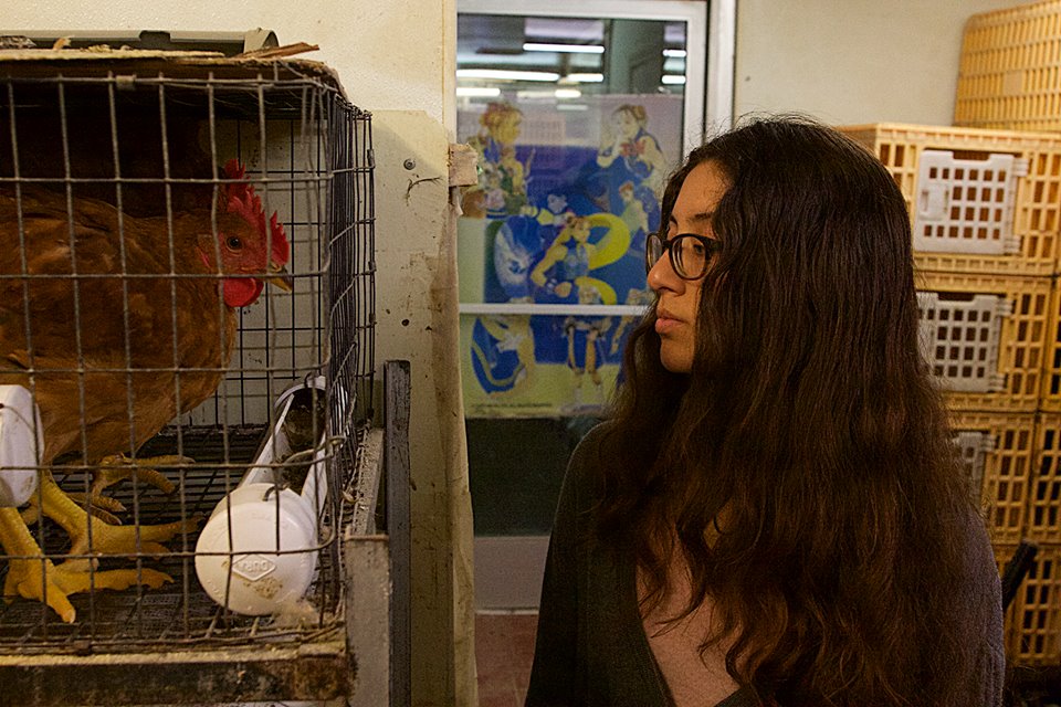 What I Saw Inside a San Francisco Slaughterhouse