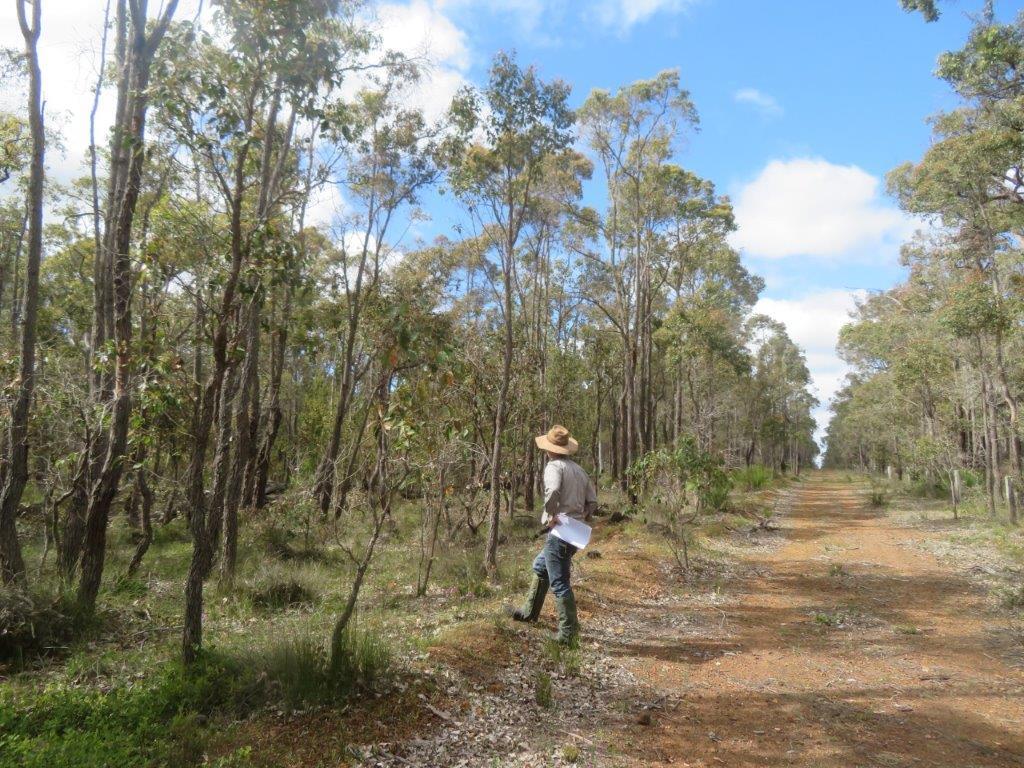 Tree planting, Australia
