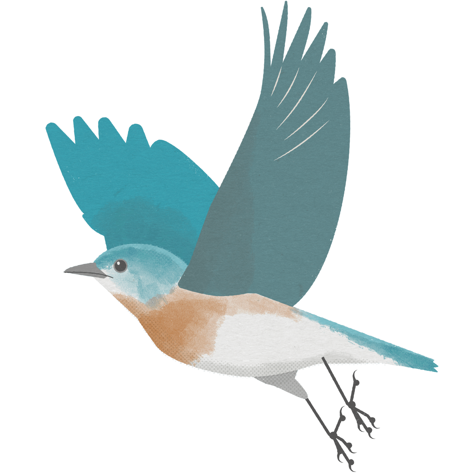 The Science of Birds | Podcast