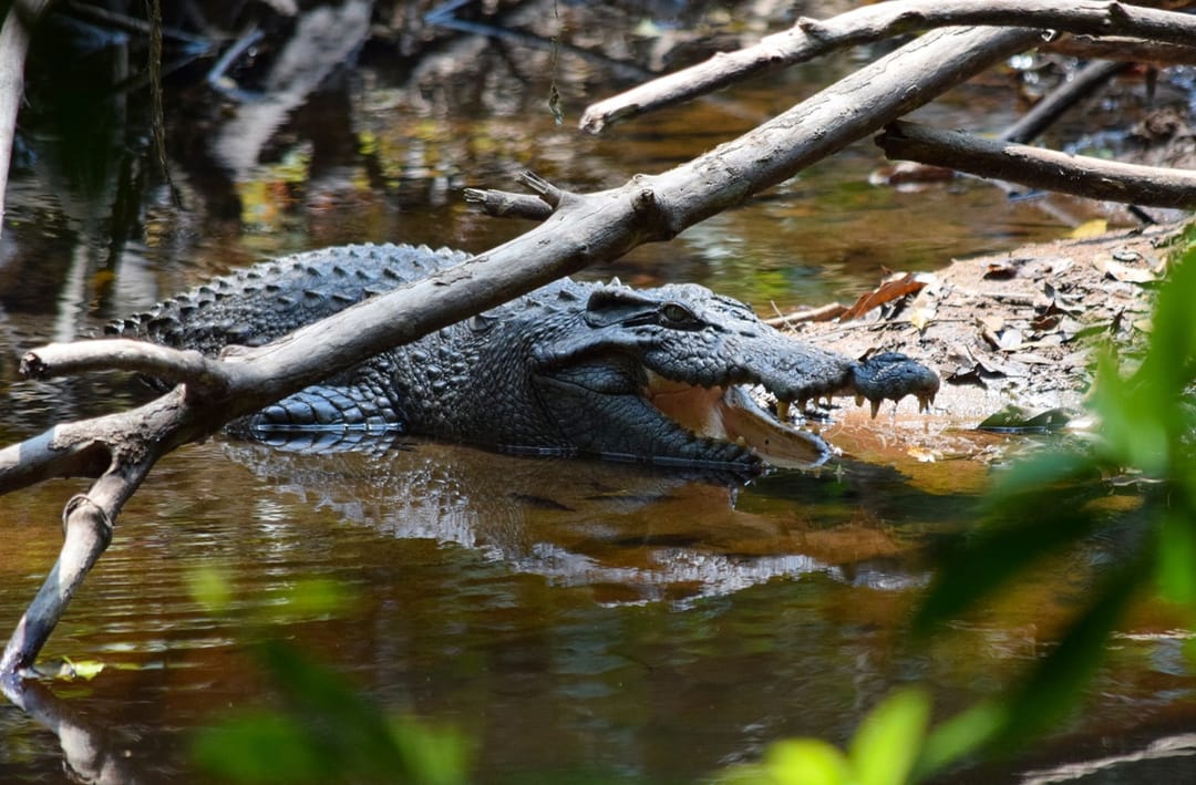 6 Amazing Wildlife And Nature Destinations in Asia