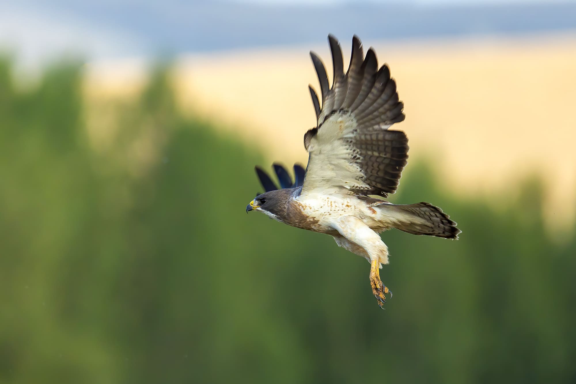 The Annual Migrations of Birds