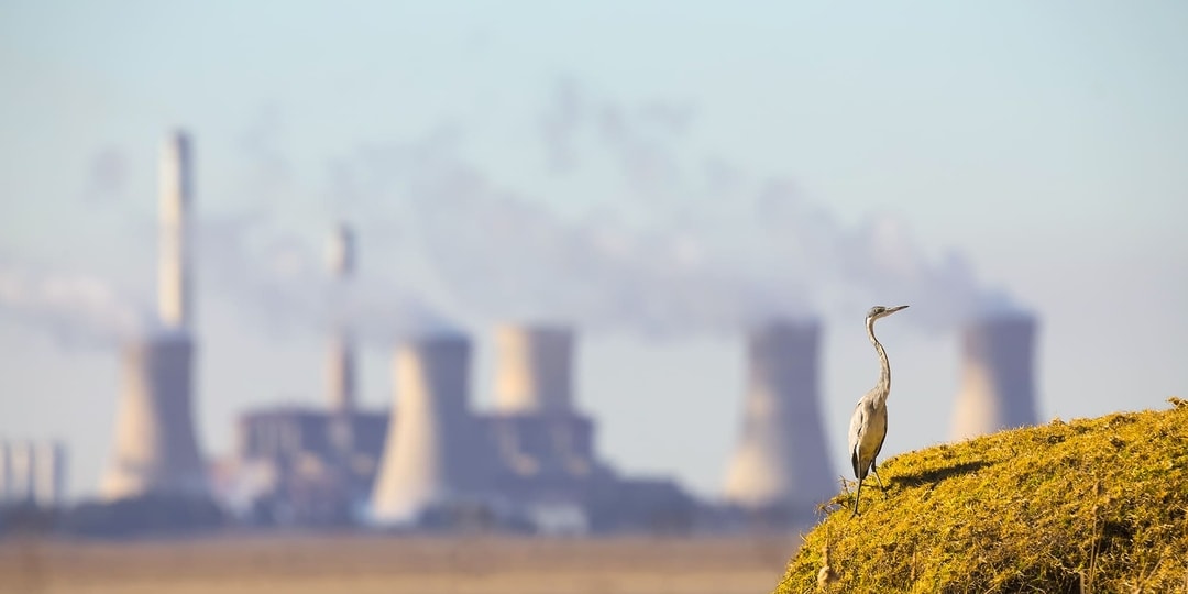 The Top 5 Threats to Bird Populations