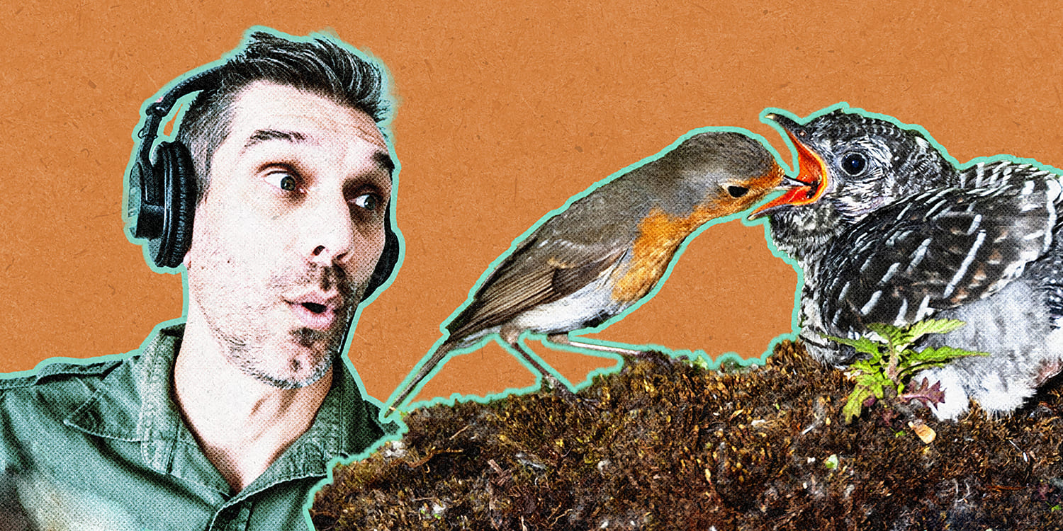 Brood Parasites Are Devious Birds - Podcast Episode