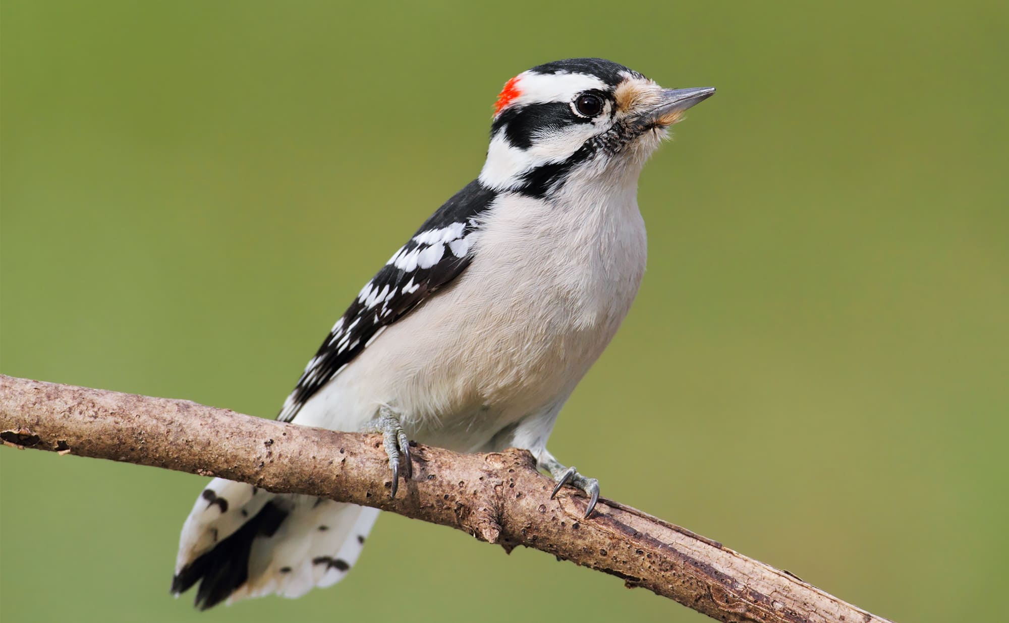 Bird Party: Mixed-Species Flocks - Podcast Episode