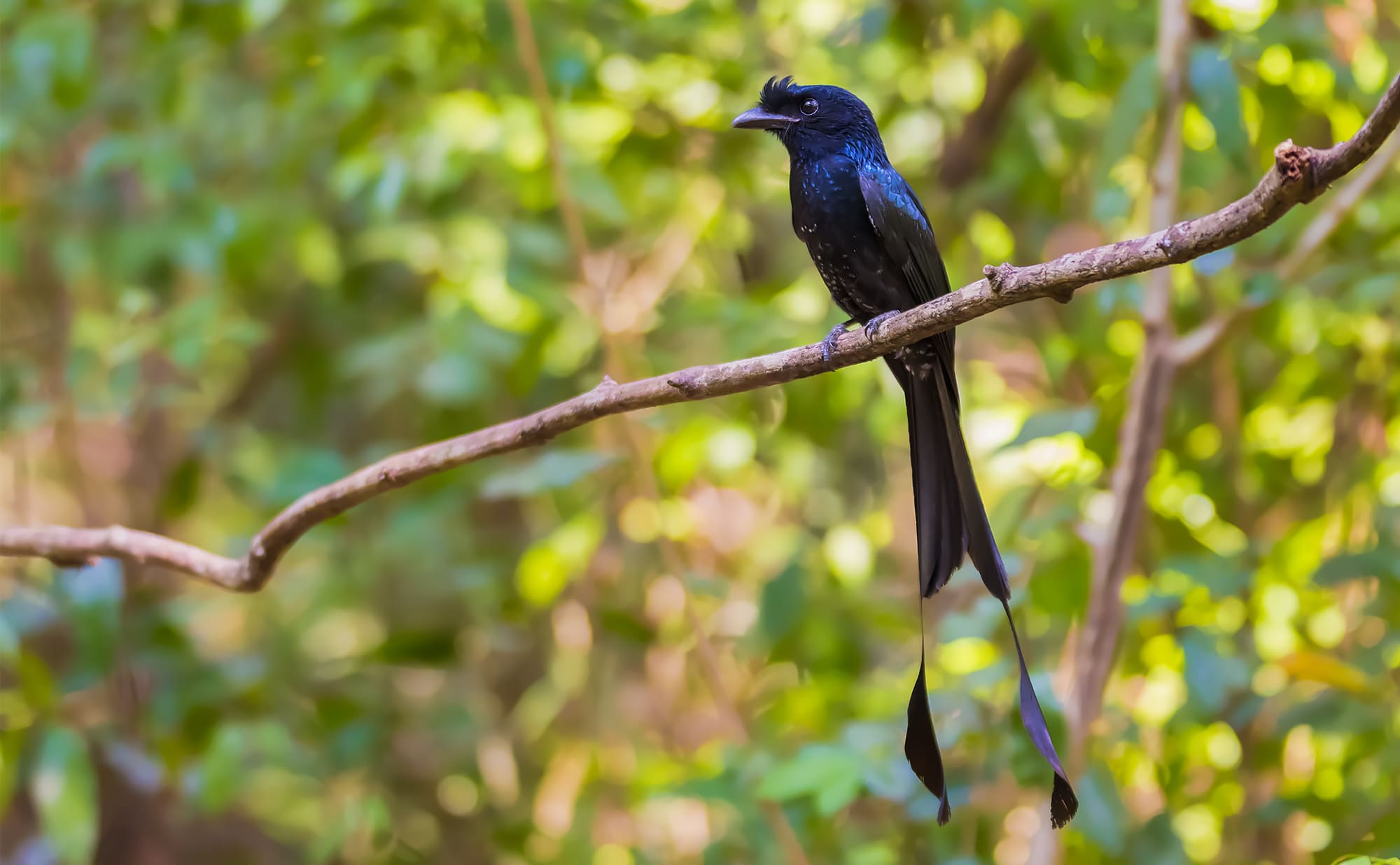 Bird Party: Mixed-Species Flocks - Podcast Episode