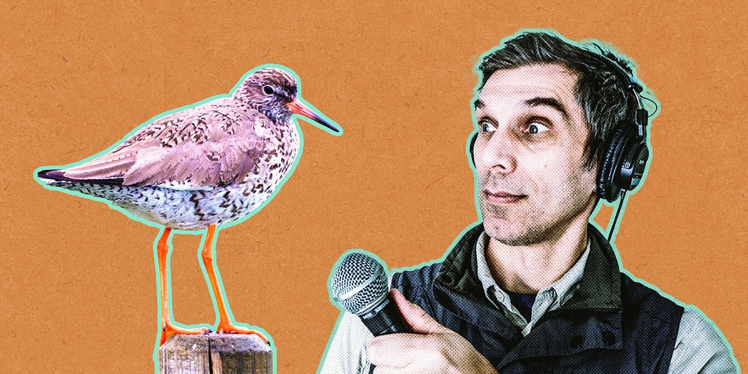 Sandpipers - Family: Scolopacidae - Podcast Episode