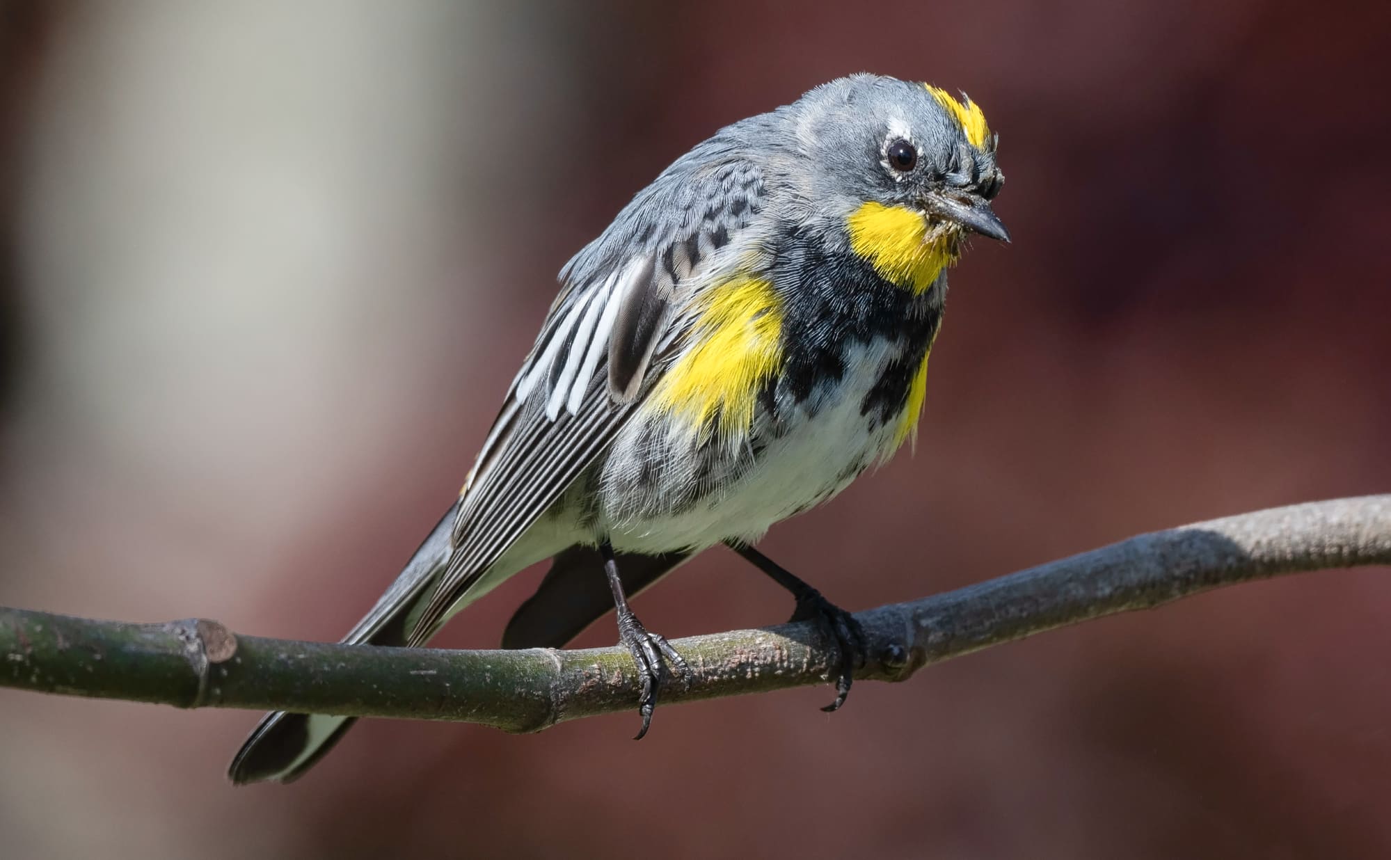 New World Warblers - Family: Parulidae - Podcast Episode
