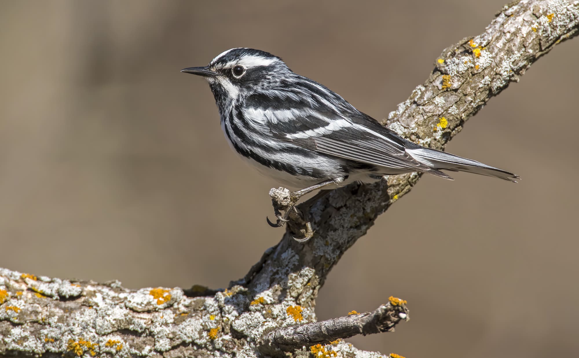 New World Warblers - Family: Parulidae - Podcast Episode