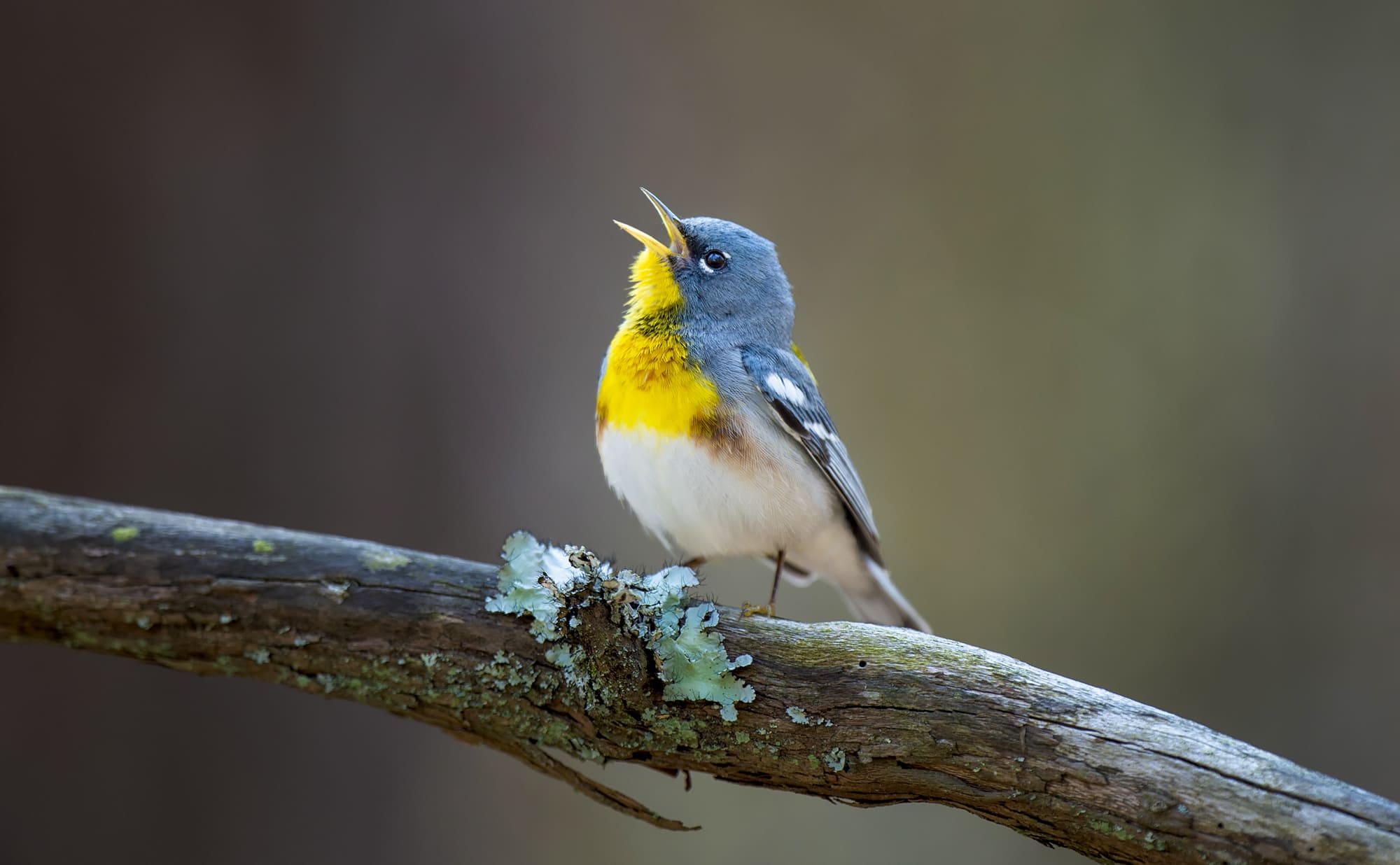 New World Warblers - Family: Parulidae - Podcast Episode