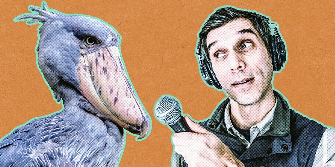 The Shoebill - Podcast Episode