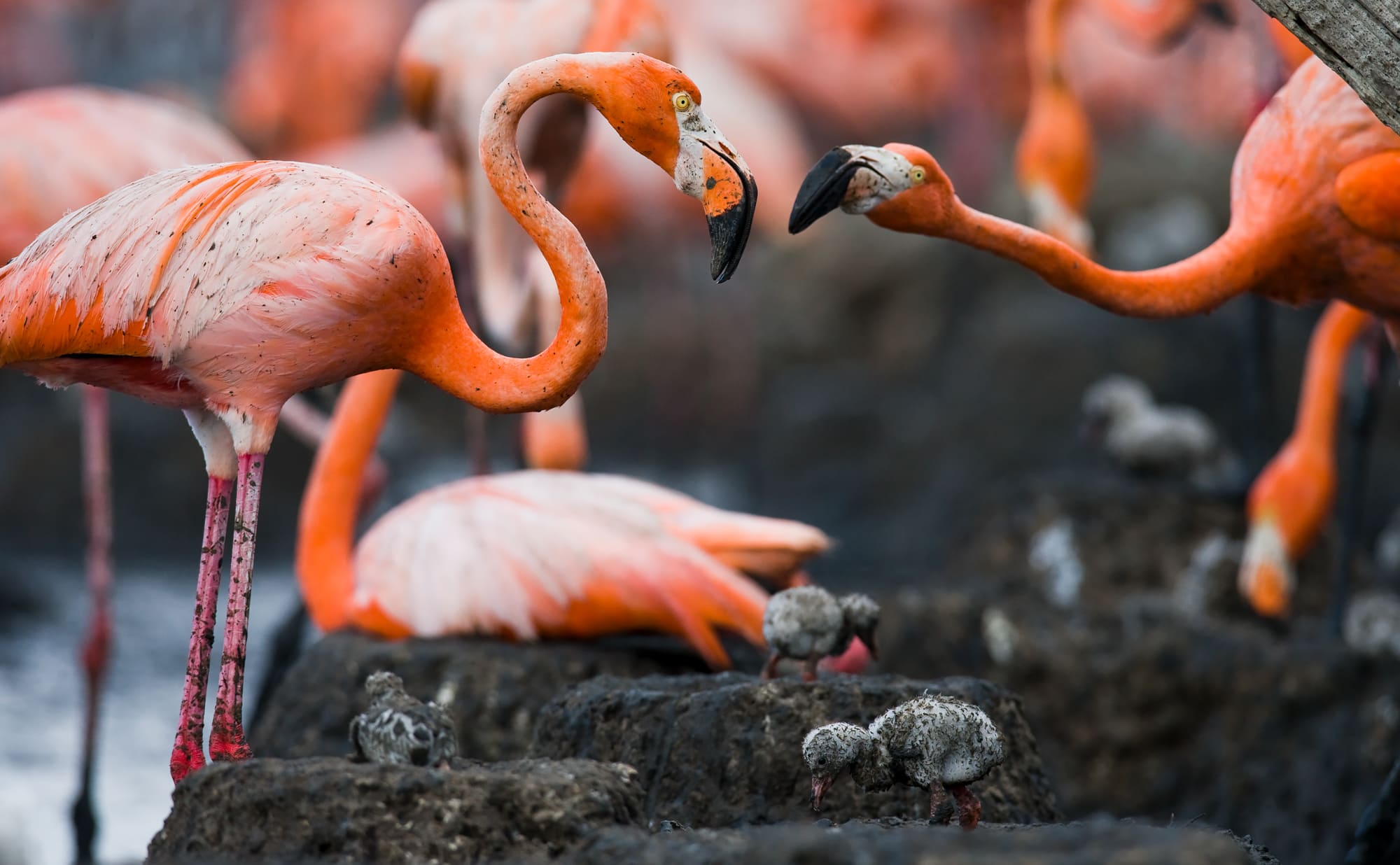 Flamingos - Podcast Episode