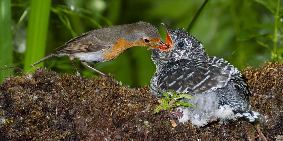 What Is Brood Parasitism in Birds?